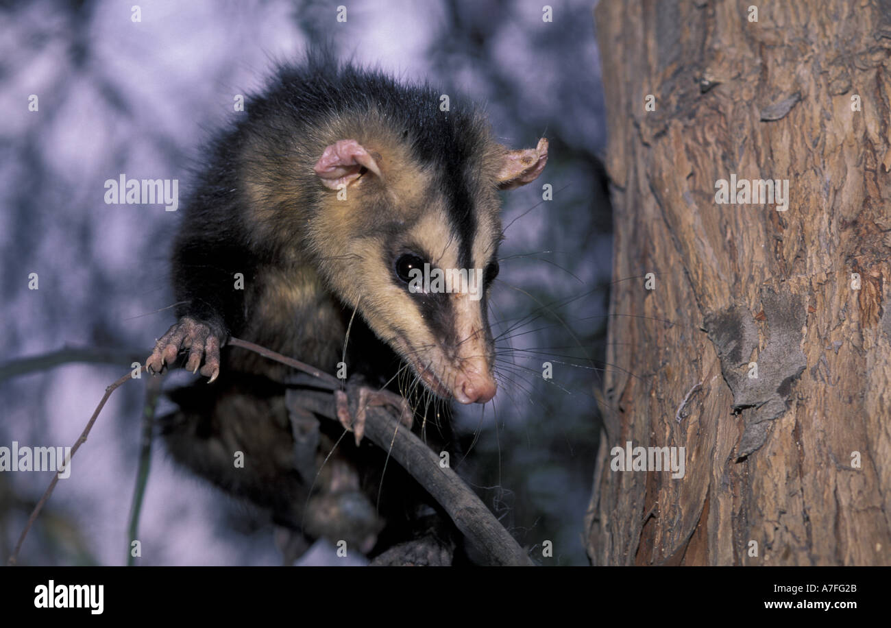 Didelphys hi-res stock photography and images - Alamy