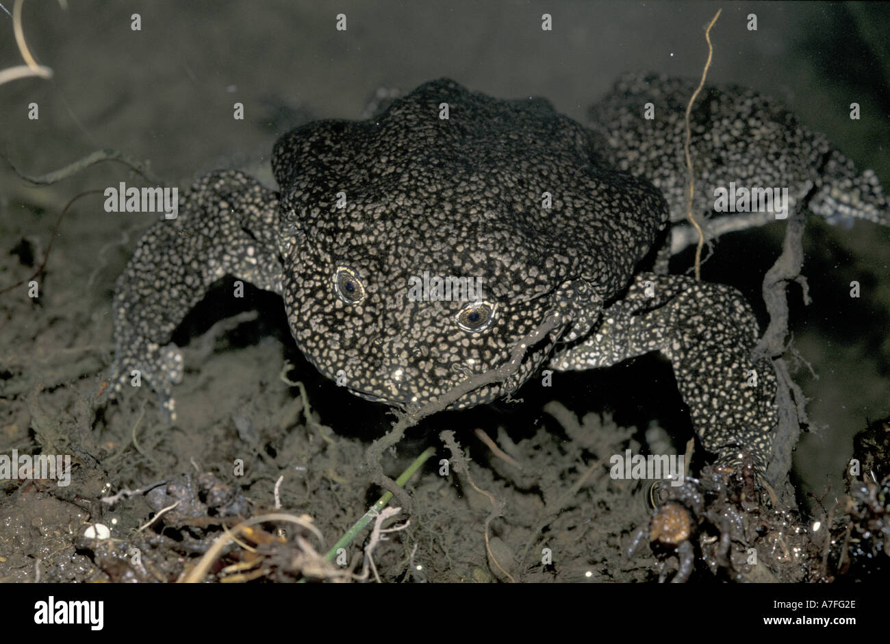 SA, Peru, Lake Titicaca, Titicaca giant frog (Telmatobius culeus Stock ...