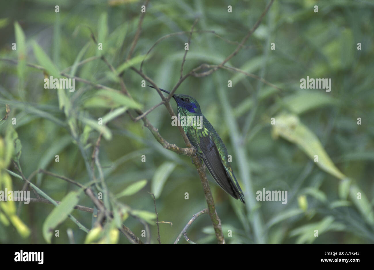 SA, Peru, Cuzco Sparkling violetear hummingbird (colibri coruscans ...