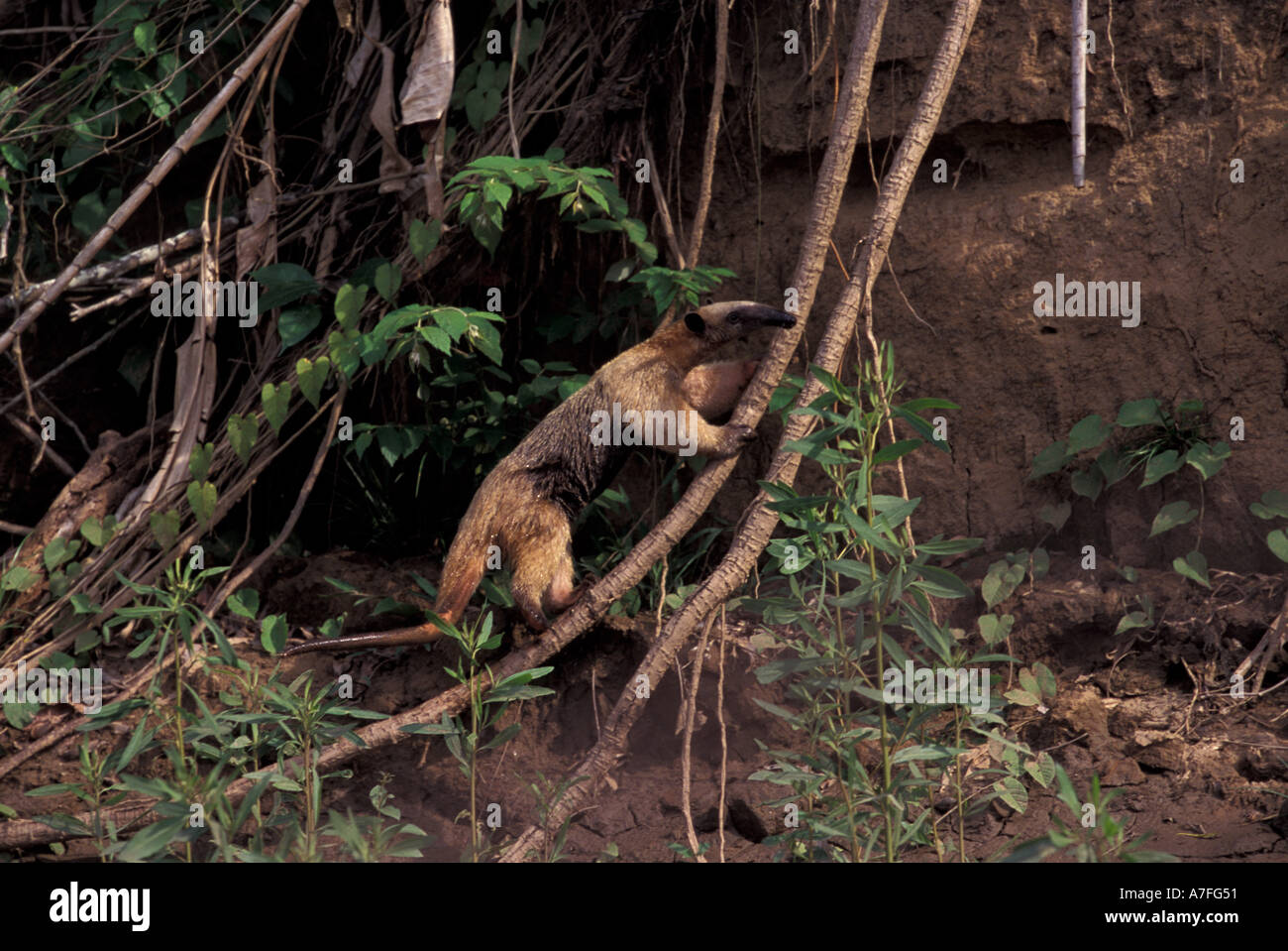 South America, Peru, Manu NP, Lesser anteater or Tamandua (Tamandua ...