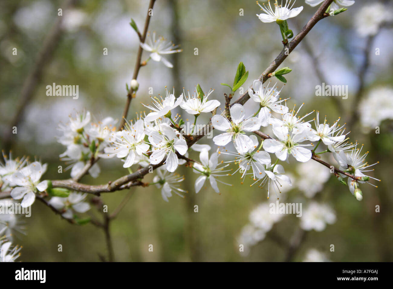 Blossem tree hi-res stock photography and images - Alamy