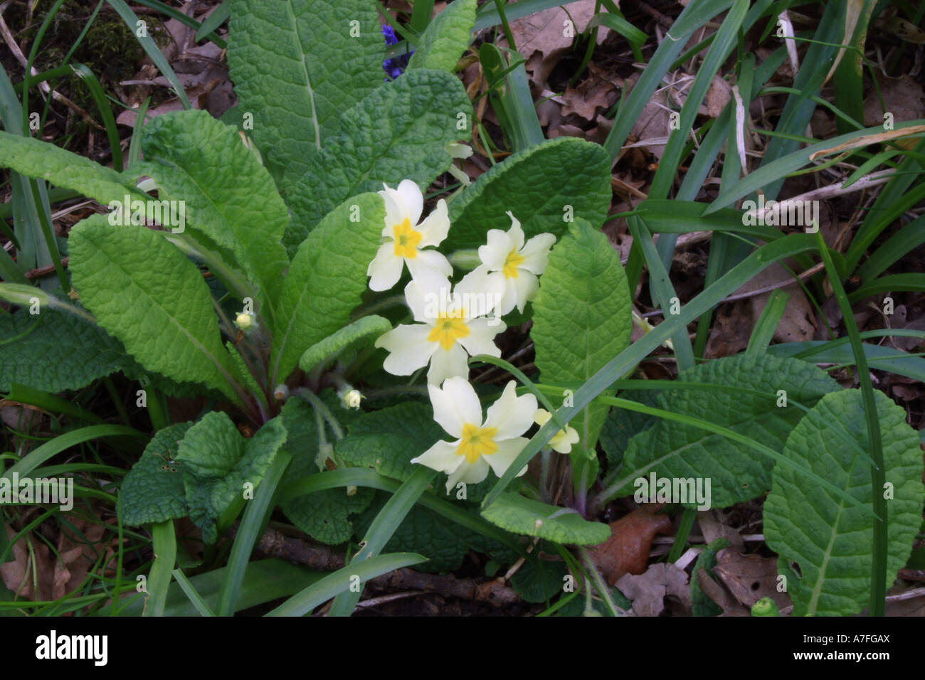 Prim rose hi-res stock photography and images - Alamy