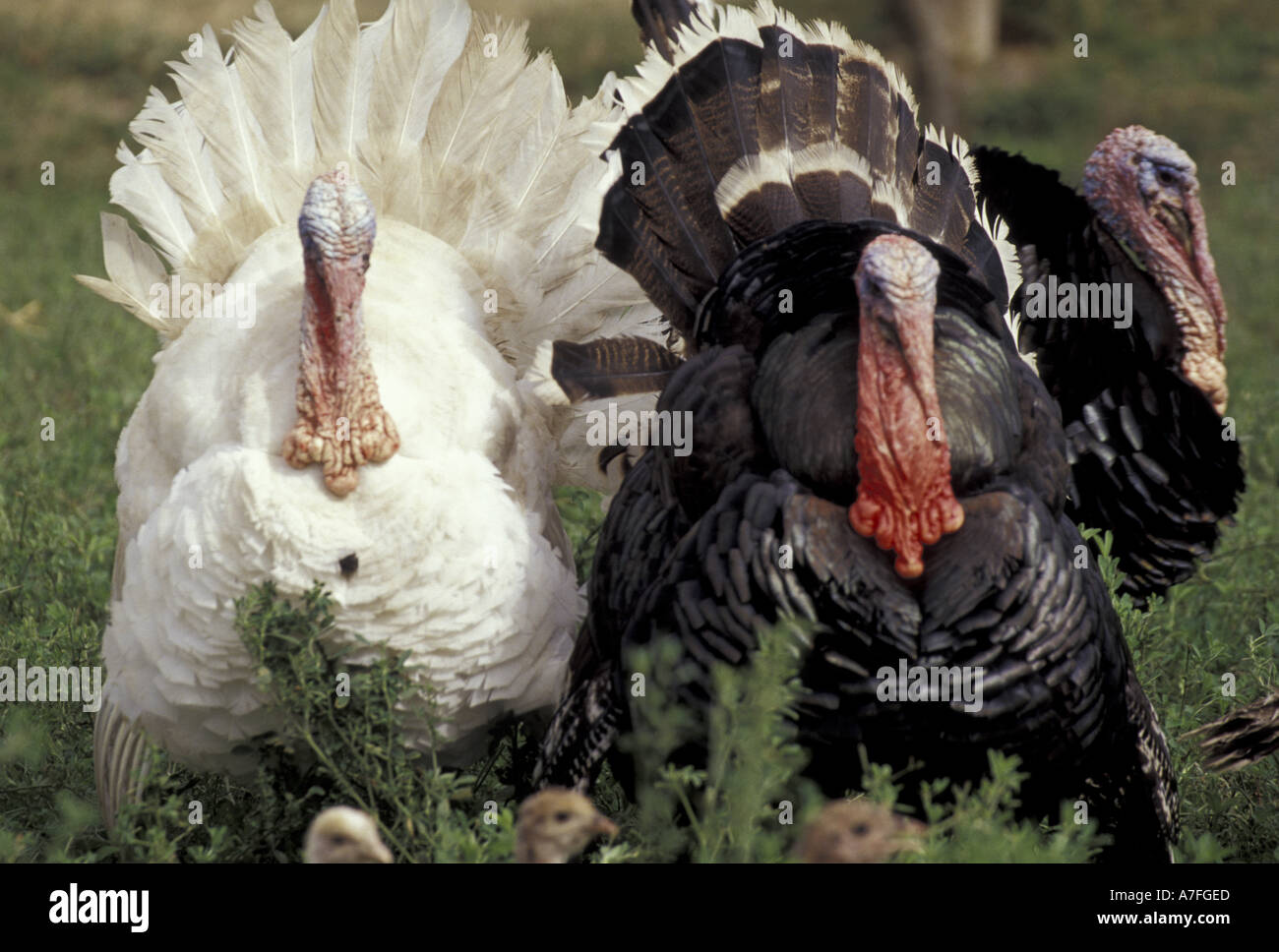 SA, Peru, Ica Turkey on display in field Stock Photo - Alamy