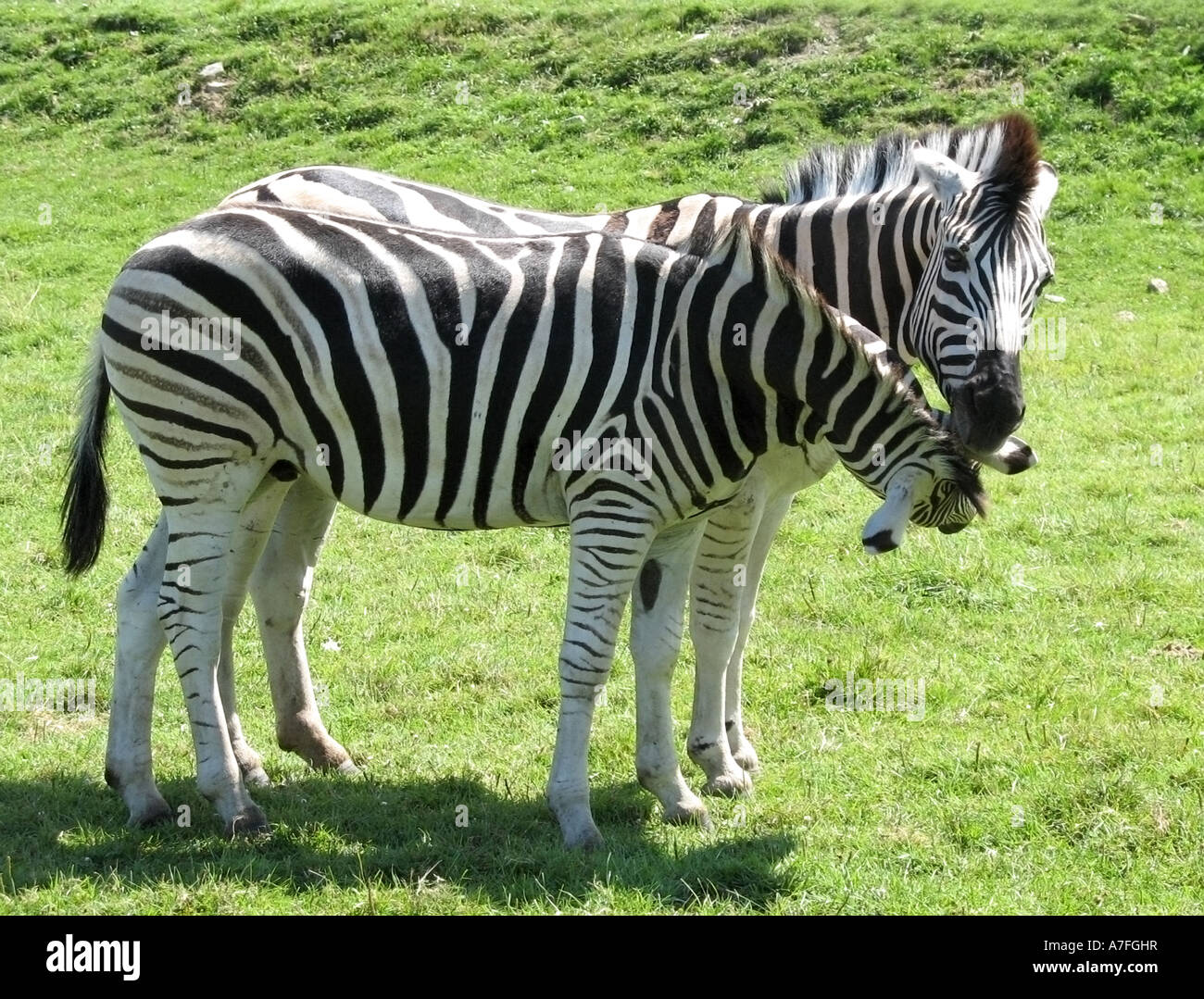 Two zebras in profile, one nuzzles the other Stock Photo - Alamy
