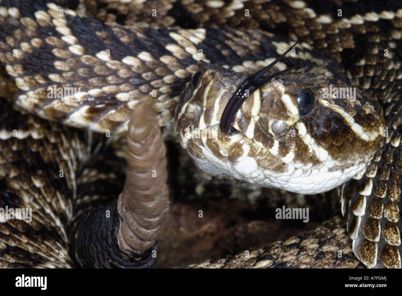 Eastern Diamondback Rattlesnake, reptile, Crotalus admanteus, nature ...