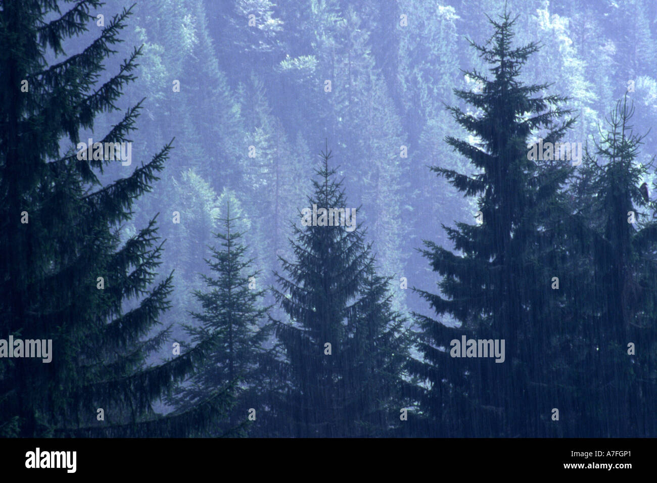 Rain on pine trees French Alps Stock Photo - Alamy