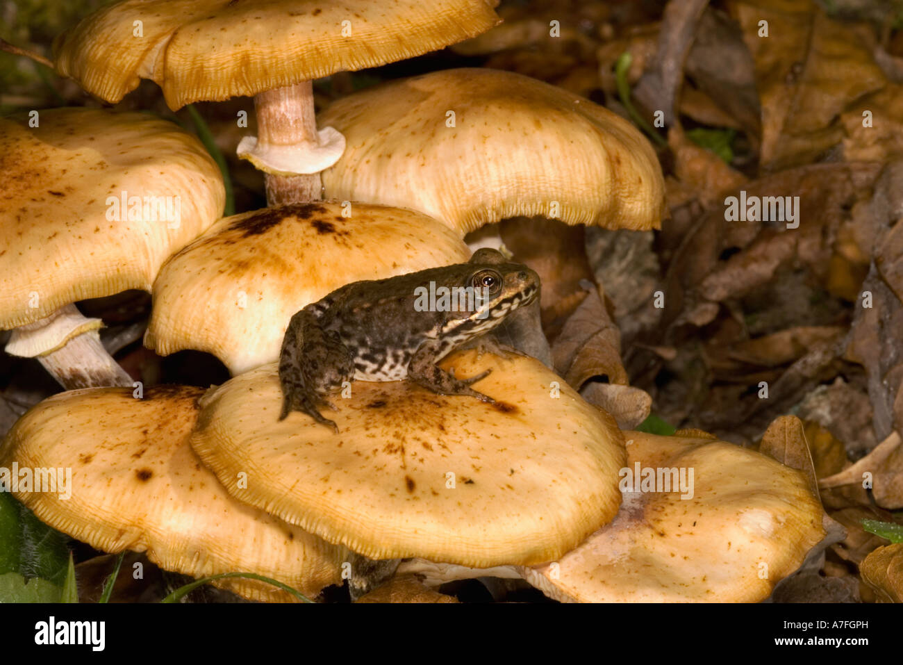 green frog on basiddiomyces mushrooms, amphibian, Rana clamitans ...