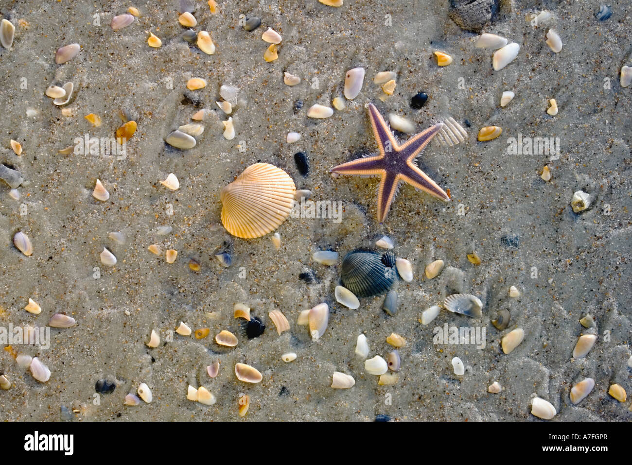 starfish and shells on beach, scenic, nature Stock Photo - Alamy