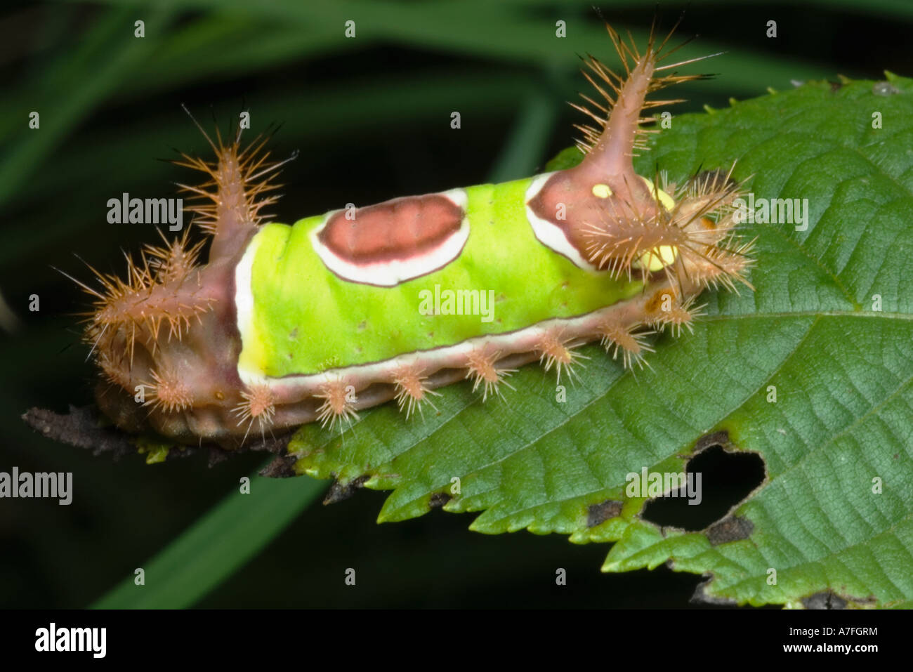 Saddleback Caterpiller, insect, Sibine stimulea, nature Stock Photo - Alamy