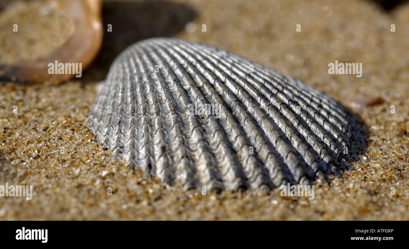 Scallop shell on sand, closeup image showing detail Stock Photo - Alamy