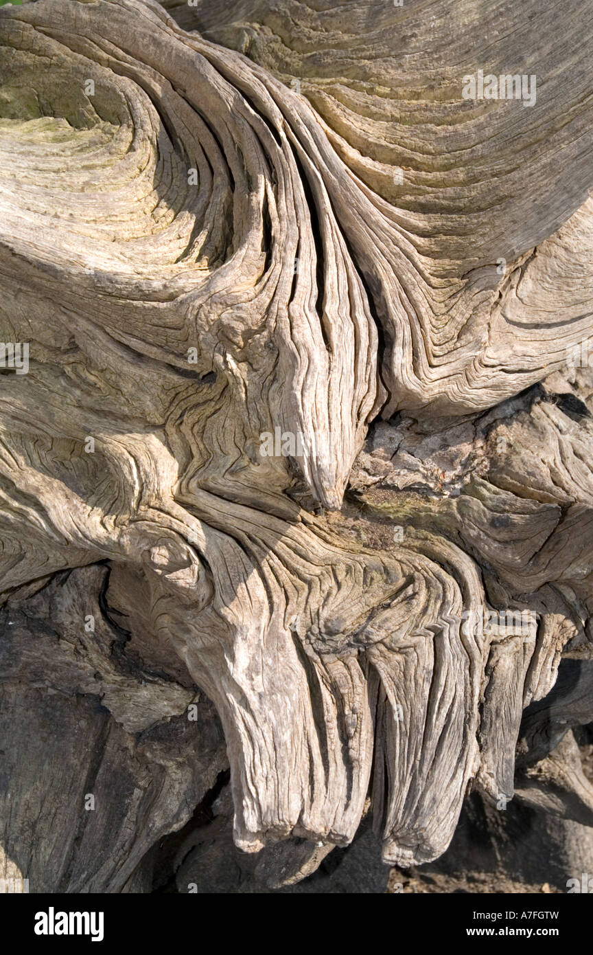 Tree stump with interesting form and textures Stock Photo - Alamy