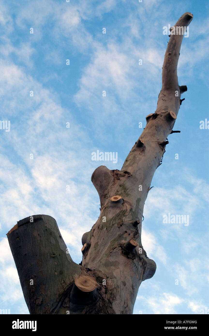 Remains of a tree trunk after limbs have been removed Stock Photo - Alamy