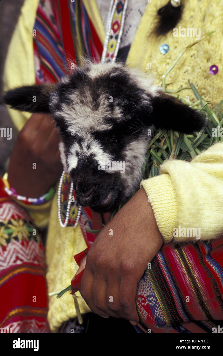 South America, Peru, Cuzco. Lamb with Peruvian child Stock Photo - Alamy