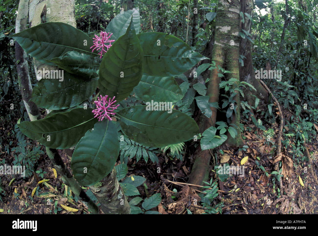 Curaray river hi-res stock photography and images - Alamy