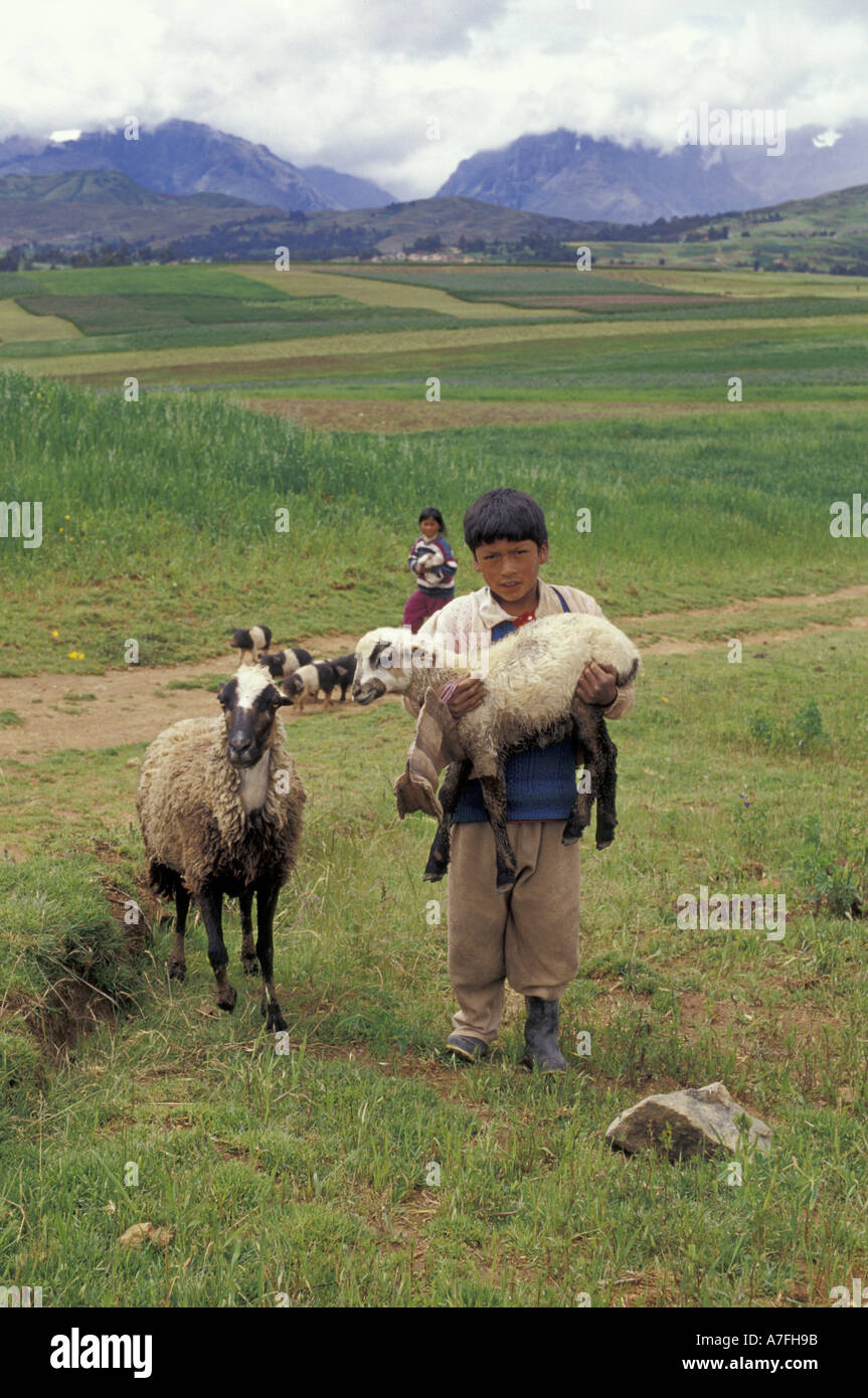 South America, Peru. A young Peruvian boy holding a lamb high in the ...