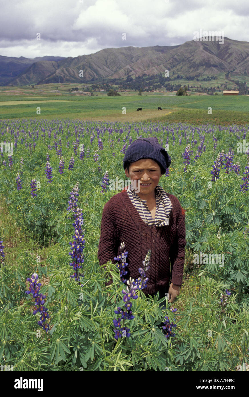 South America, Peru. A young Peruvian boy in a field of lupine high in ...