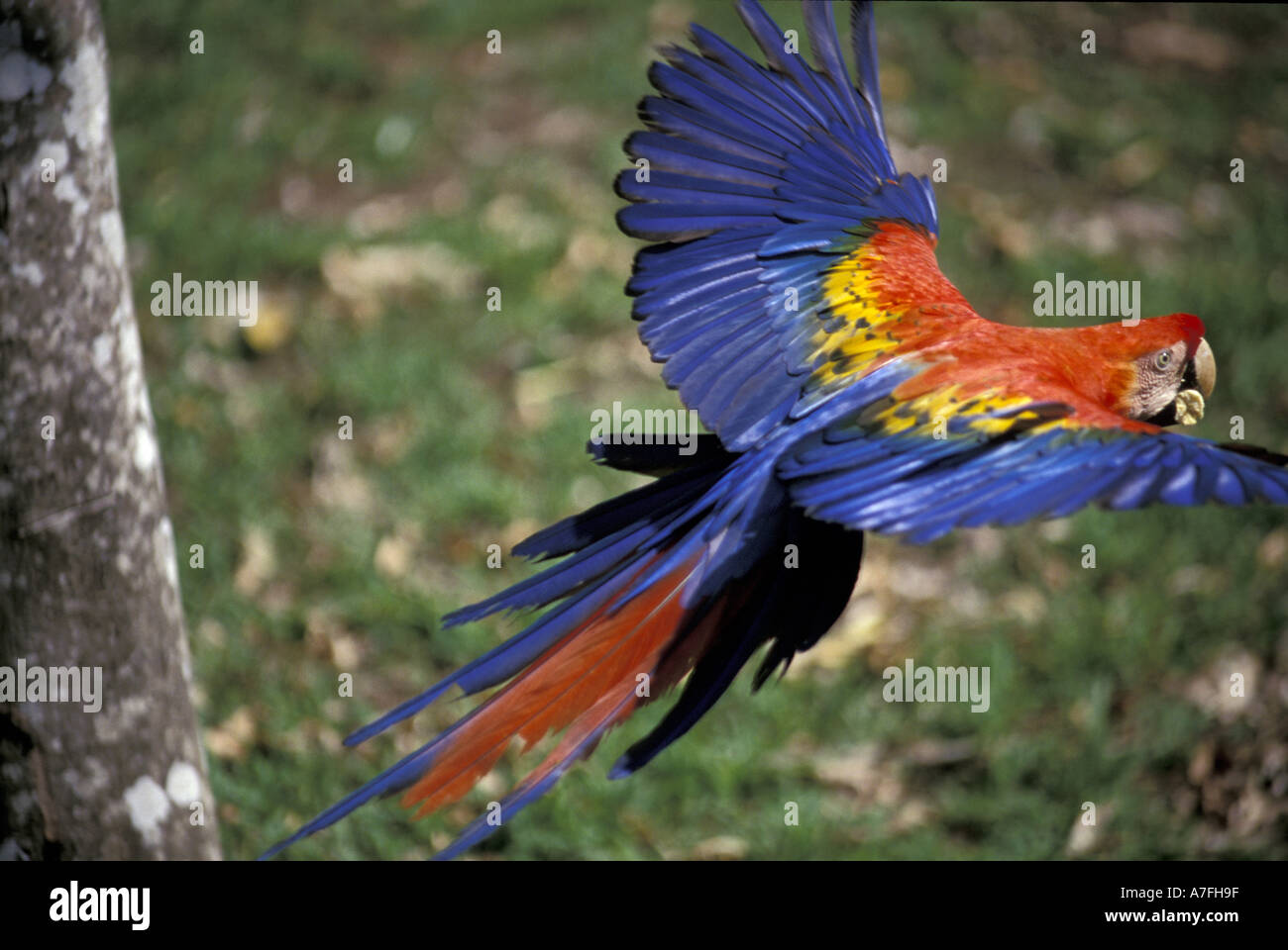 Peru, Flying Scarlet macaw Stock Photo - Alamy