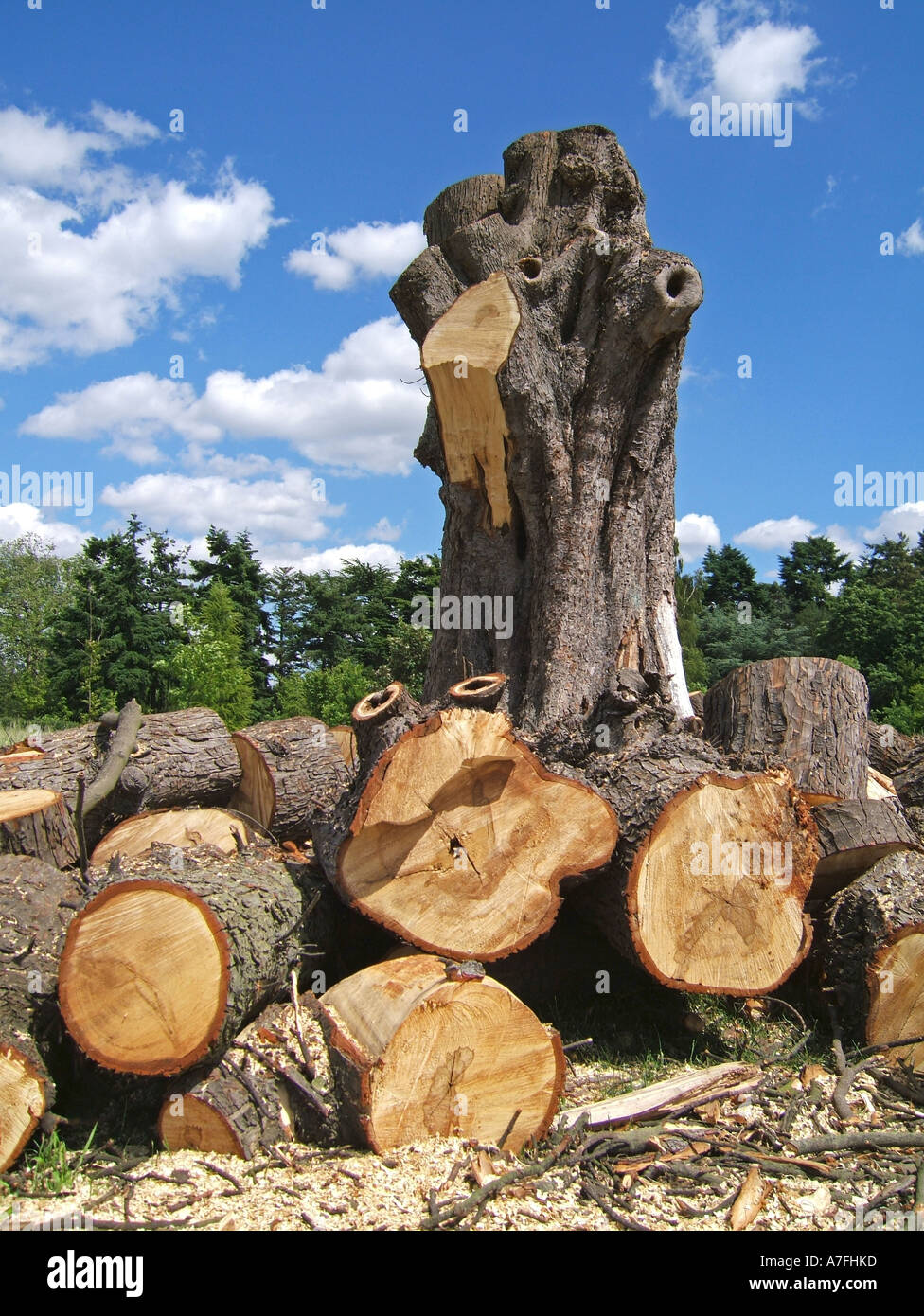 Newly cut tree stump hi-res stock photography and images - Alamy