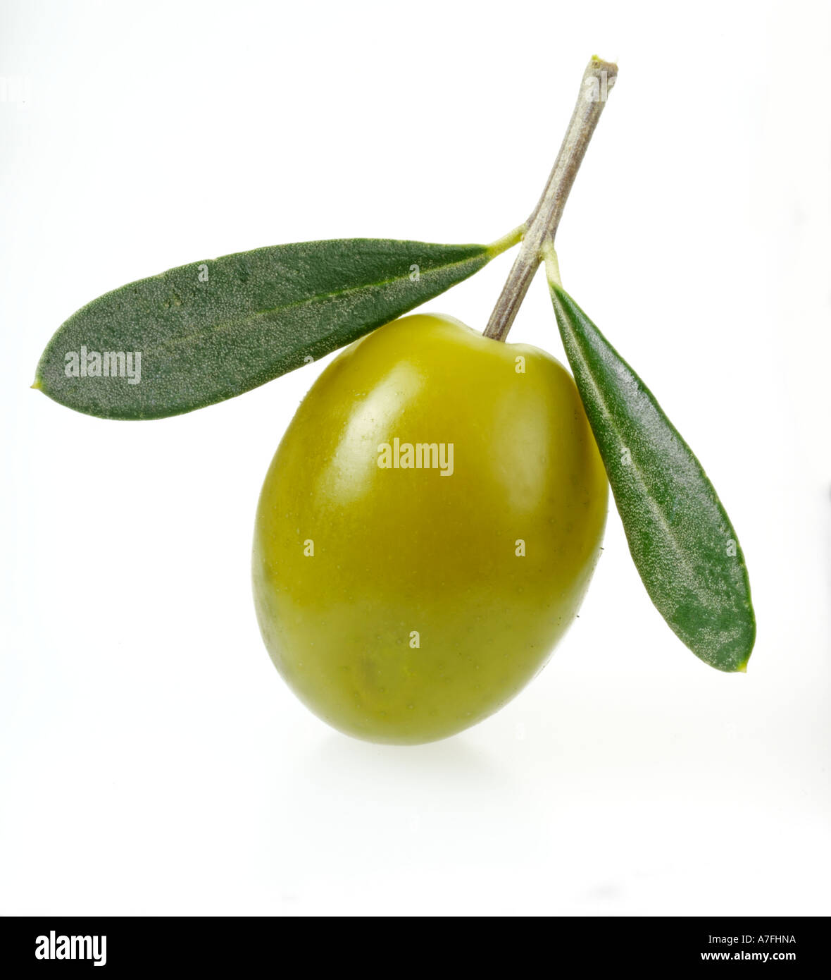 SINGLE GREEN OLIVE Stock Photo - Alamy