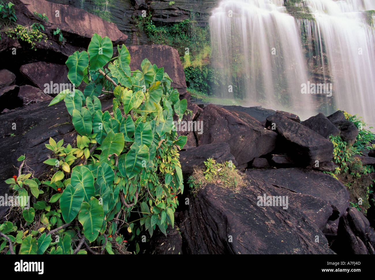 SA, Venezuela, Canaima National Park, Hacha Falls Stock Photo - Alamy