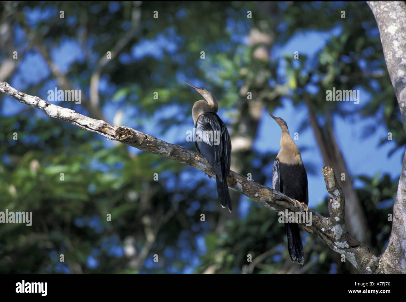 Central America, Costa Rica, Tortuguero National Park. Anhinga pair in ...