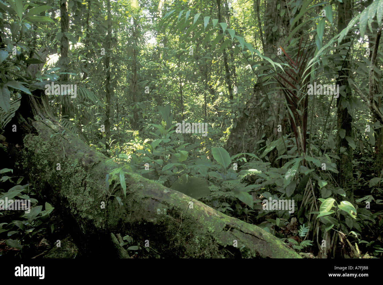CA, Costa Rica, Parque National Braulio Carillo, La Selva Biological ...