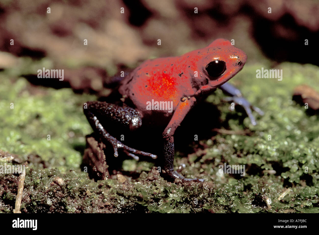 CA, Costa Rica, Parque National Braulio Carillo, La Selva Biological ...