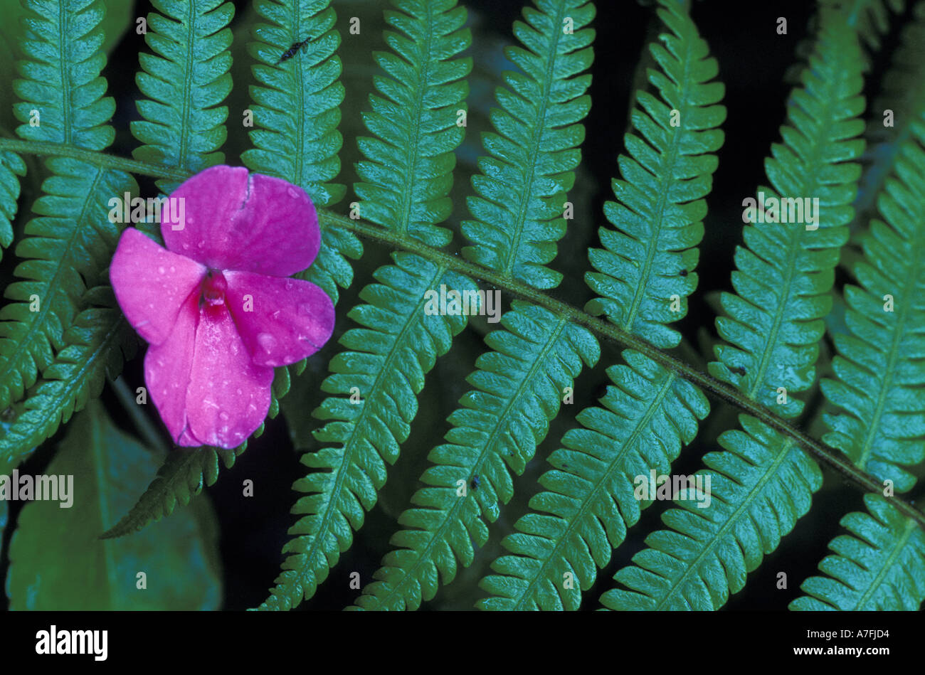 Central America, Costa Rica, Monte Verde. Fern and Cloud Forest Stock ...