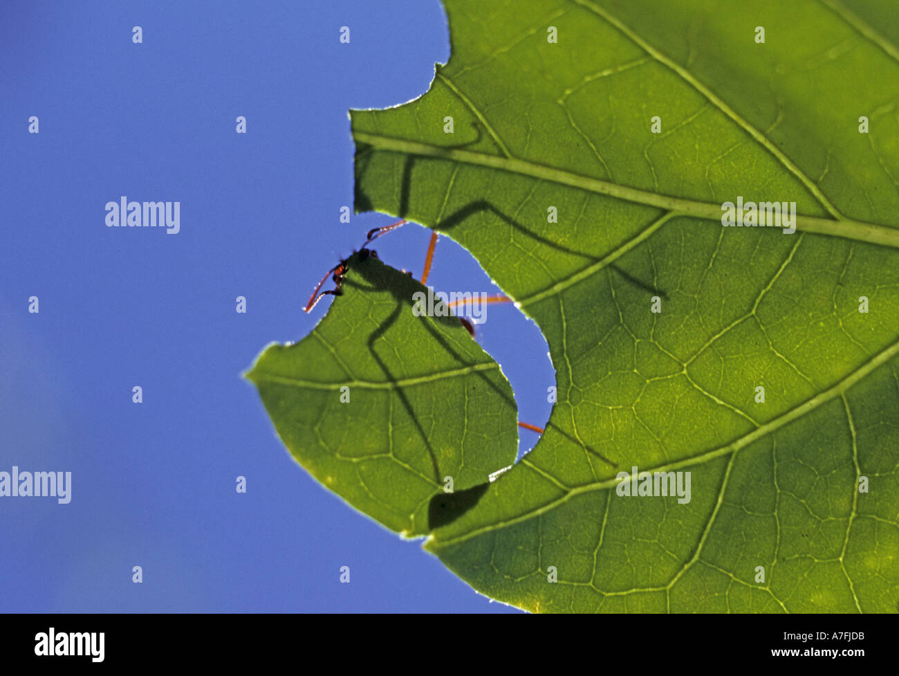 Costa Rica, Leaf cutter ants, Atta cephalotes Stock Photo - Alamy