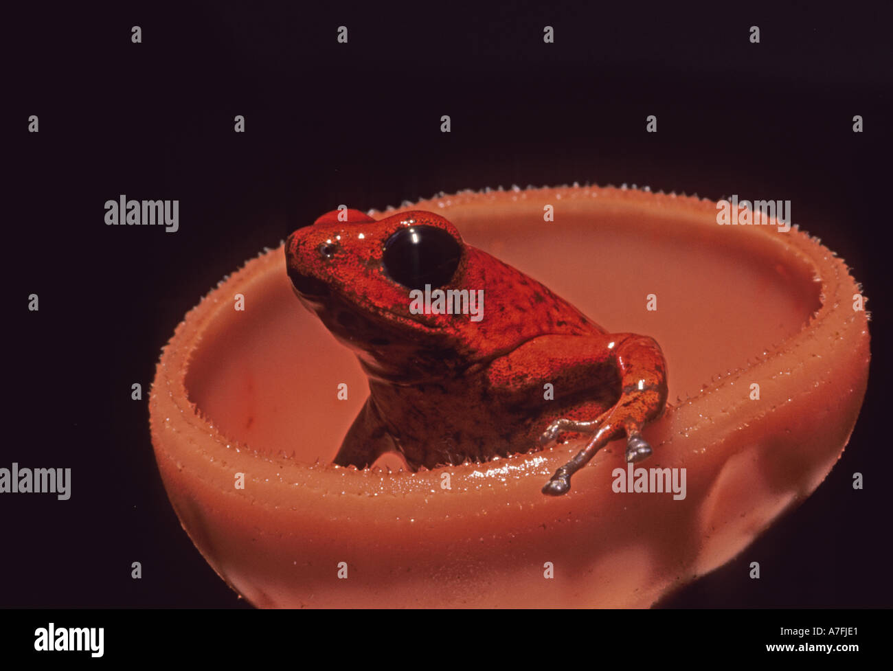 Costa Rica, Poison Dart Frog Stock Photo - Alamy