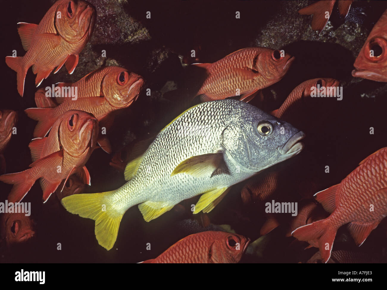 Yellowtail Grunt Anisotremus interruptus Stock Photo - Alamy