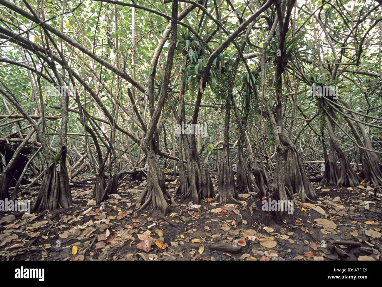 Costa Rica, Mangrove Stock Photo - Alamy