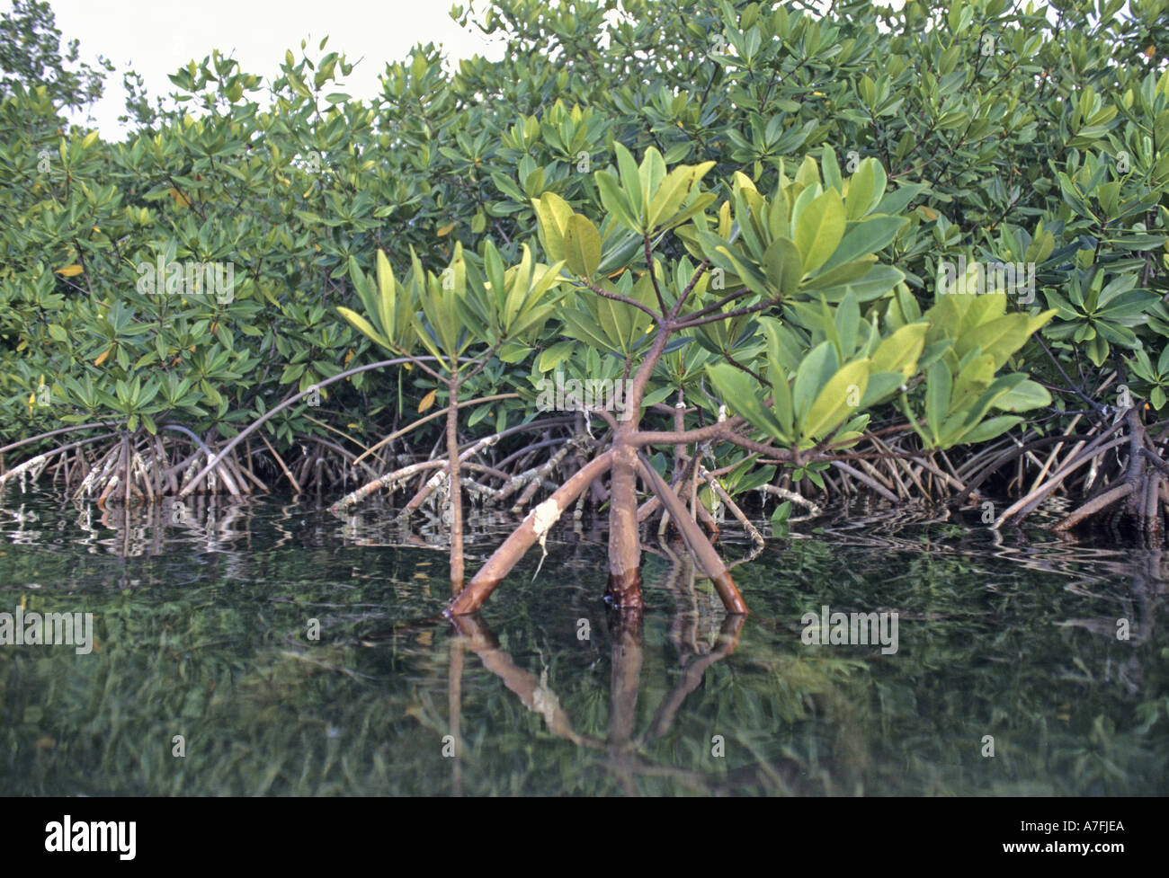 Avicennia sp hi-res stock photography and images - Alamy