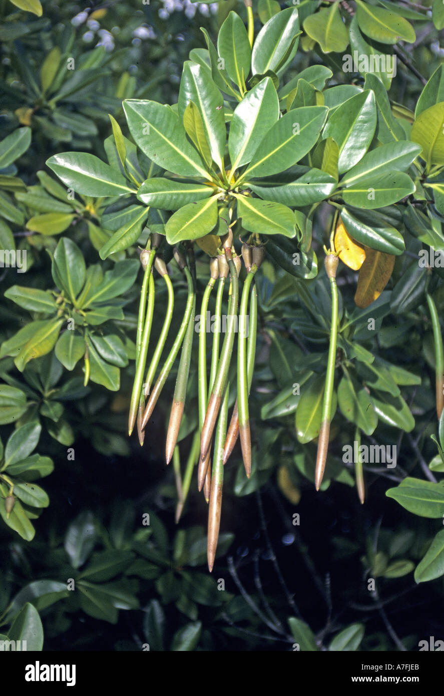 Costa Rica, Avicennia sp Stock Photo - Alamy