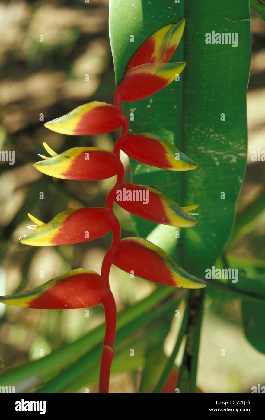 Heliconia Flower Adaptations