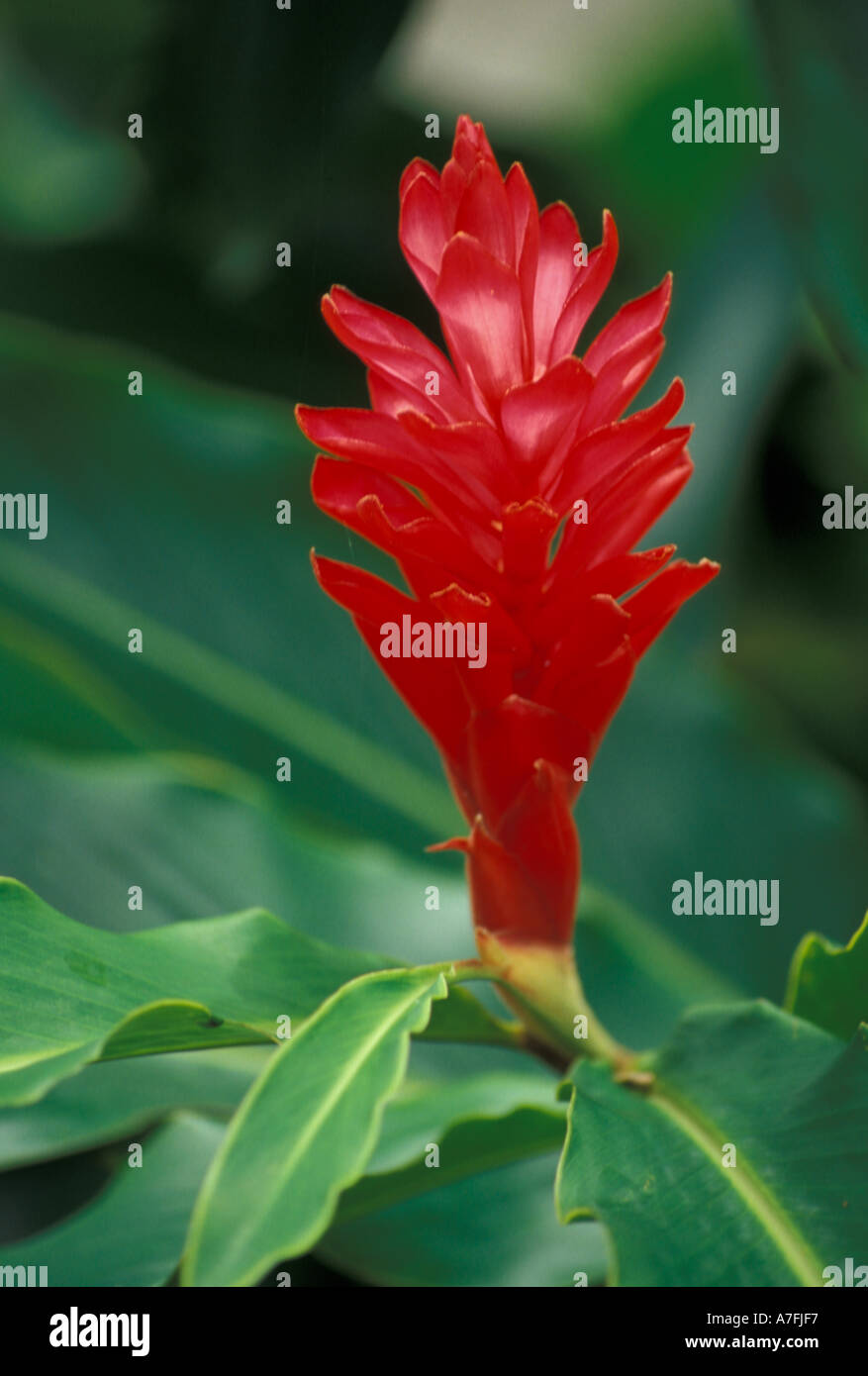 Costa Rica. Asian ginger flower Stock Photo - Alamy