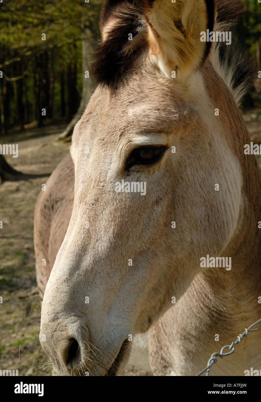 Zeedonk hi-res stock photography and images - Alamy