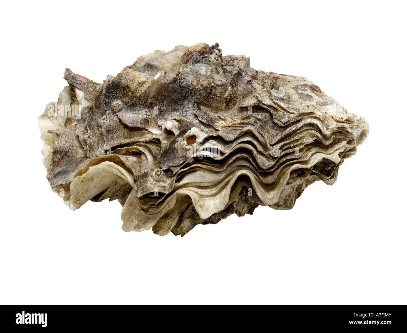 oyster, oyster shell, Closed Oyster shell, cutout, cut out Stock Photo ...