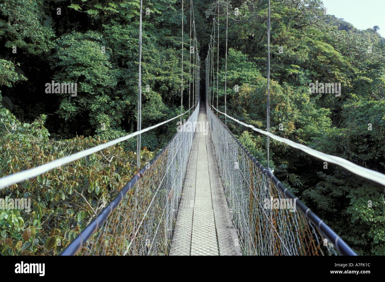 Central America, Costa Rica, Monteverde Cloud Forest. Suspension Bridge ...