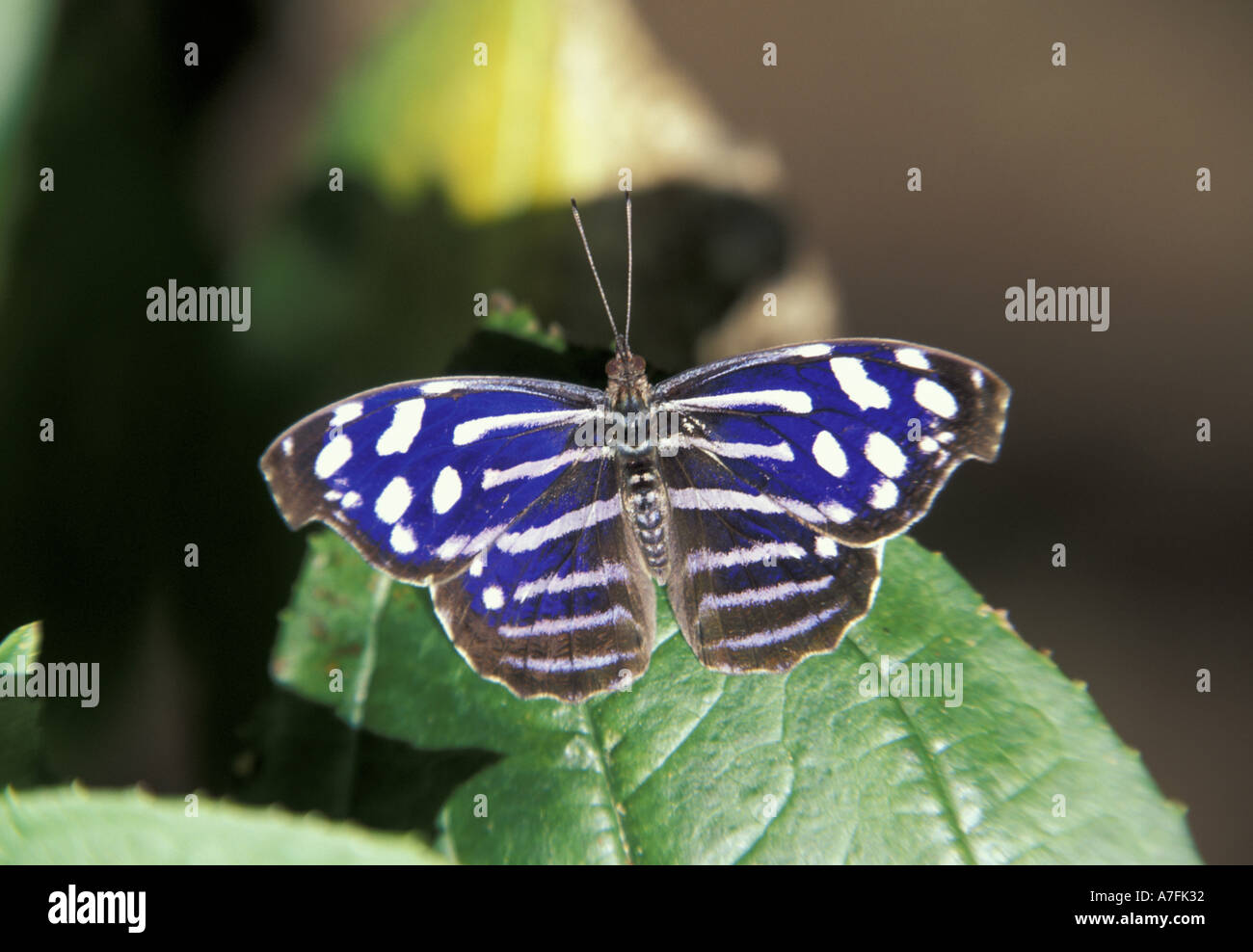 Central America, Costa Rica Butterfly (Nymphalidae cyaniris cyaniris ...