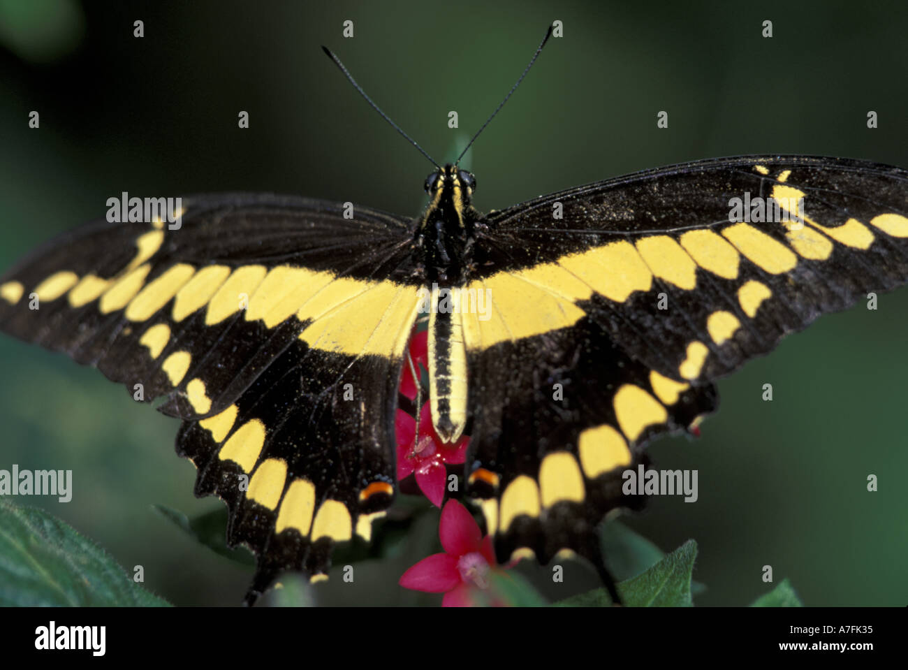Central America, Costa Rica Butterfly (Papilio cresphontes/ giant ...