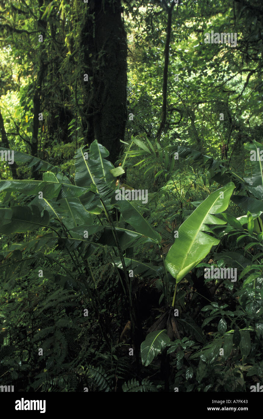 CA, Costa Rica, Monte Verde Area. Cloud forest growth Stock Photo - Alamy