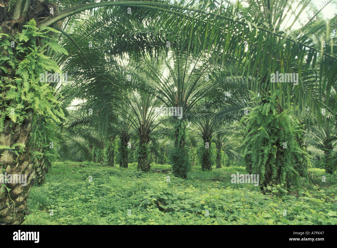 C.A., Costa Rica. Palm tree plantation, Palm oil palms Stock Photo - Alamy