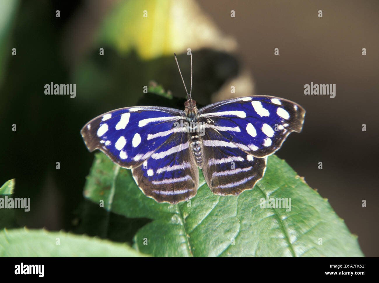 Central America, Costa Rica. Butterfly. Nymphalidae cyaniris Stock ...