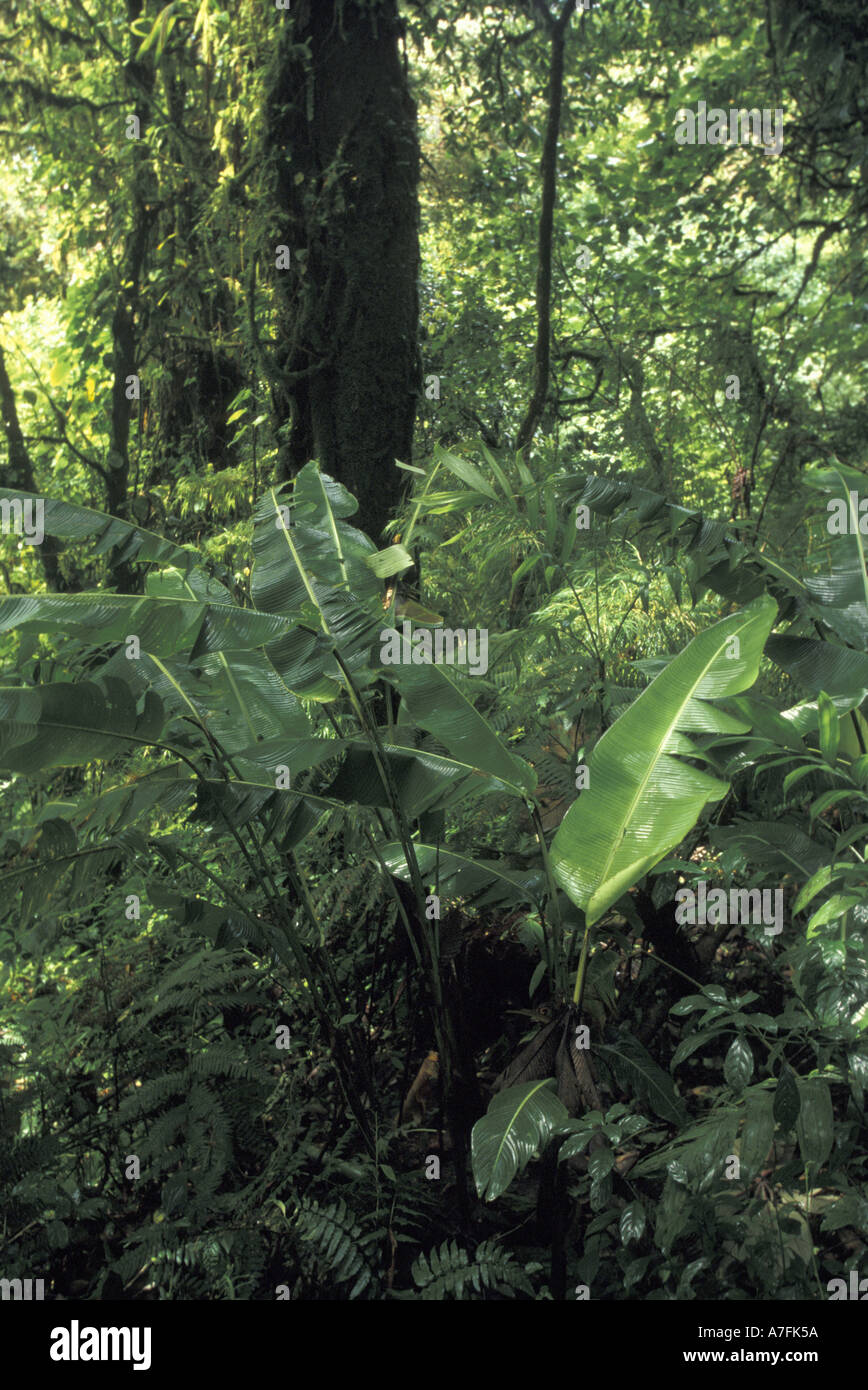 Central America, Costa Rica, Monte Verde. Cloud Forest Growth Stock ...