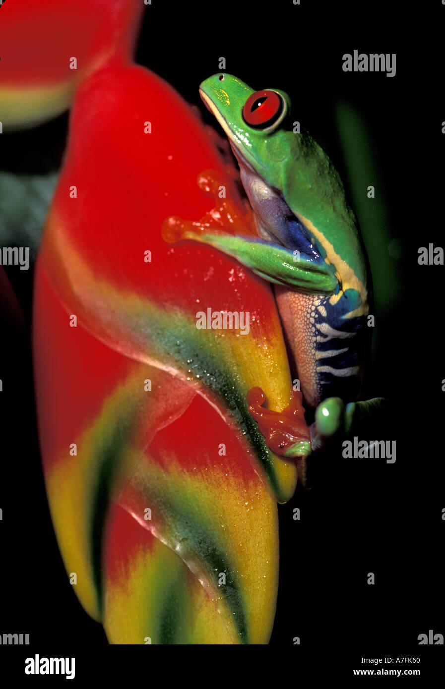 Costa Rica, Red Eyed Tree Frog Stock Photo - Alamy