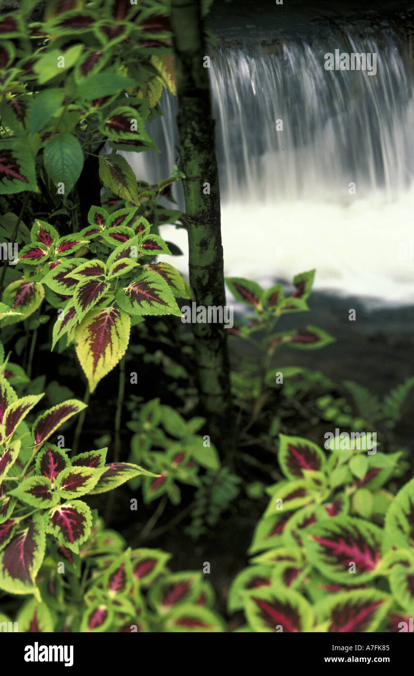 CA, Costa Rica, Tabacon Hot Springs. Beautiful gardens Stock Photo - Alamy