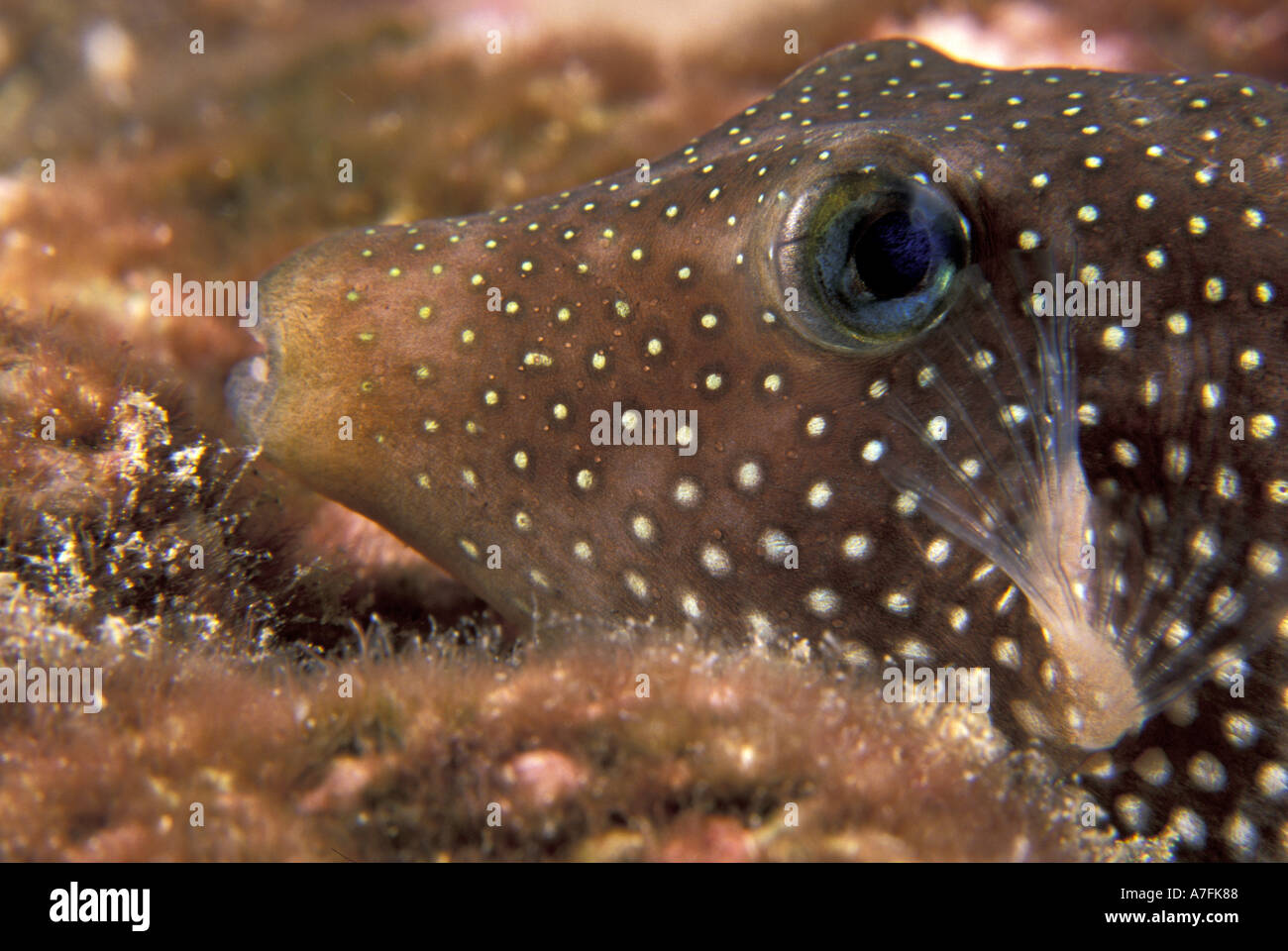 CA, Costa Rica, Cocos Island. Whitespotted puffer (Canthigaster sp ...