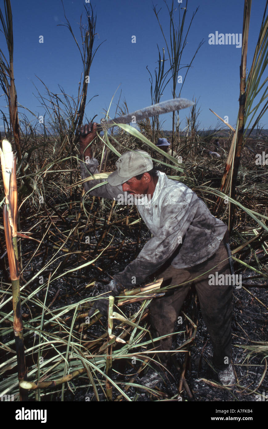 Costa Rica, Grecia, North America. Sugar Harvest and production ...