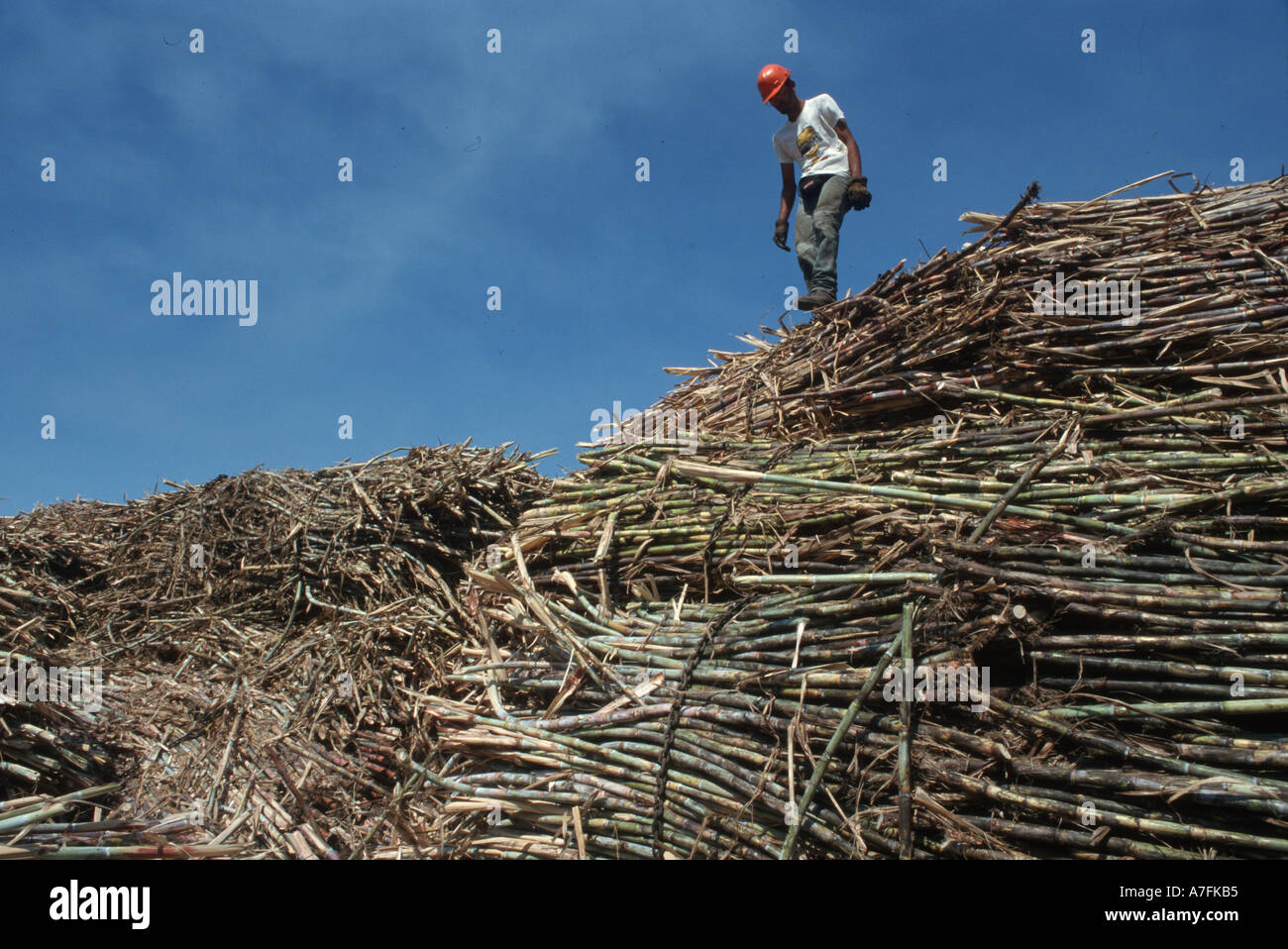 Costa Rica, Grecia, North America. Sugar Harvest and production ...